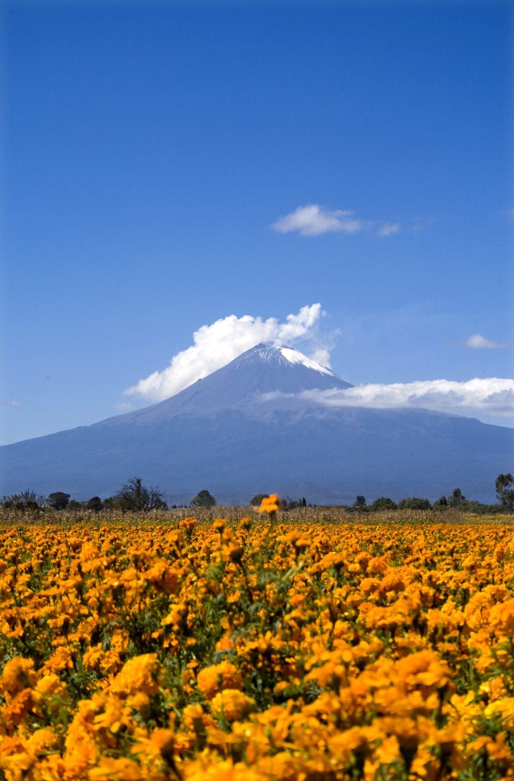 Conoce estas 5 plantas que son originarias de México - Volupt Art