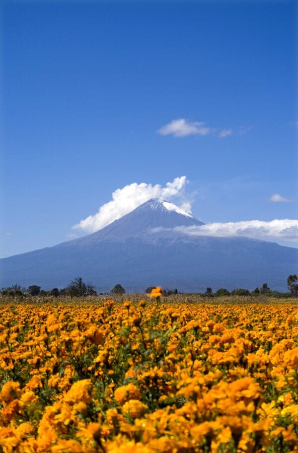 Conoce estas 5 plantas que son originarias de México - Volupt Art