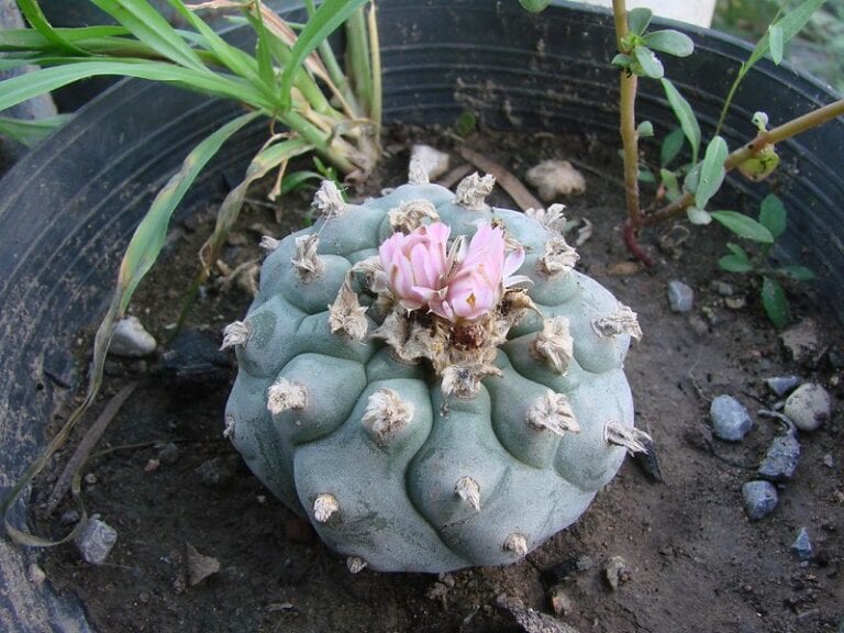 Conoce estas 5 plantas que son originarias de México - Volupt Art